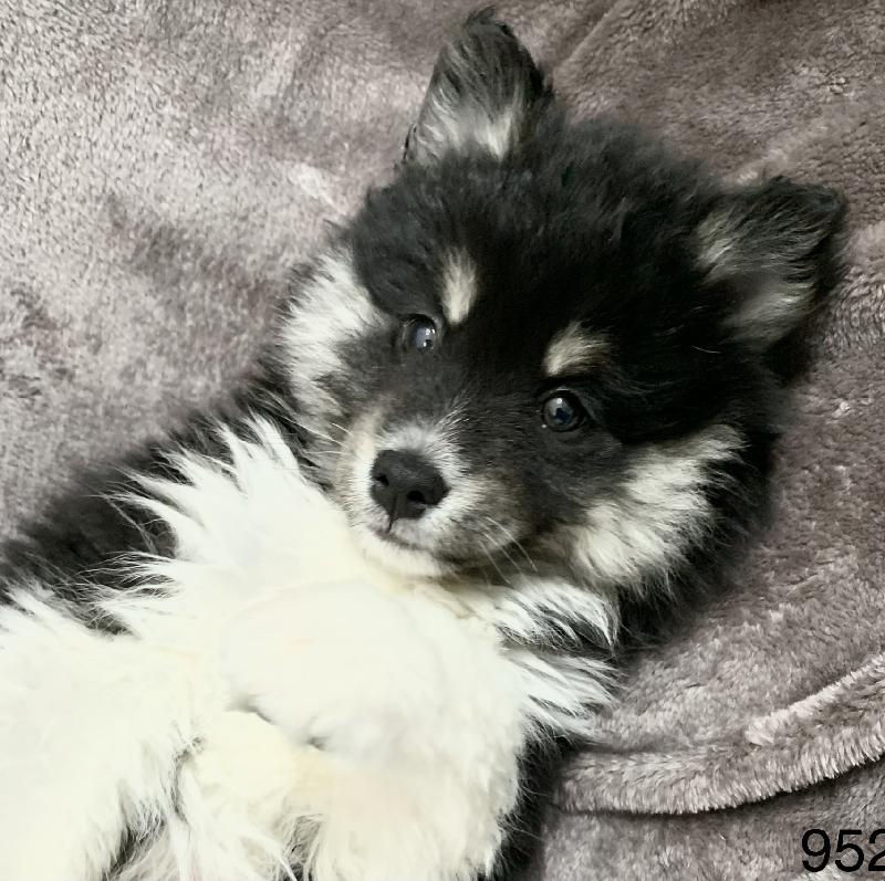 Pomsky Puppy Black Tan / White ID:952 Located at Petland Woodlands, TX