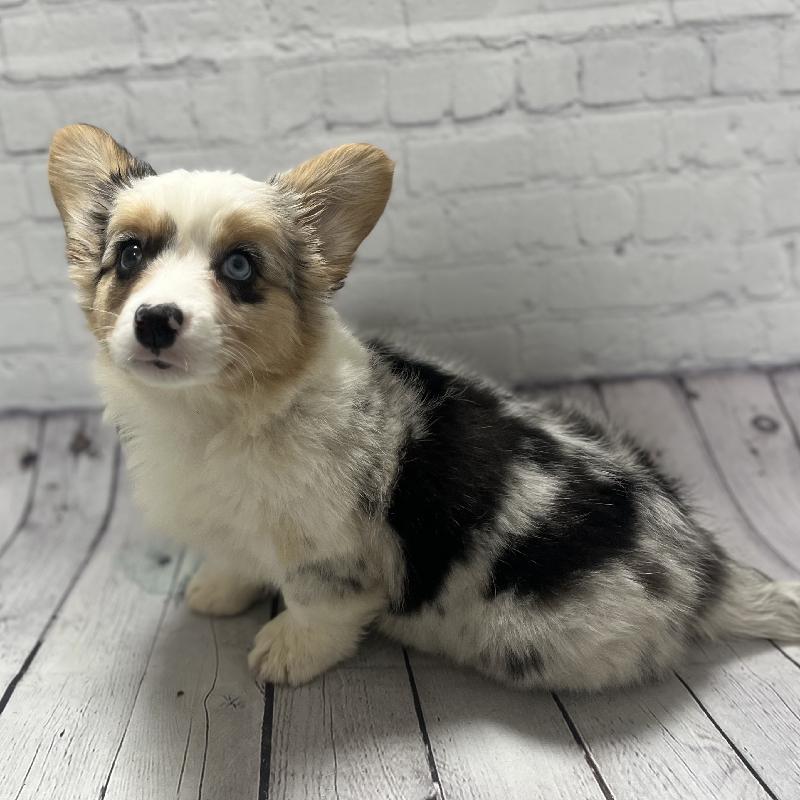Cardigan Welsh Corgi Puppy BL MRL& WH ID:120 Located at Petland Woodlands, TX