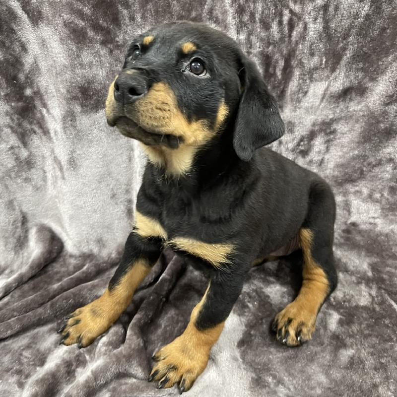 Rottweiler Puppy Black/Rust ID:2087 Located at Petland Woodlands, TX