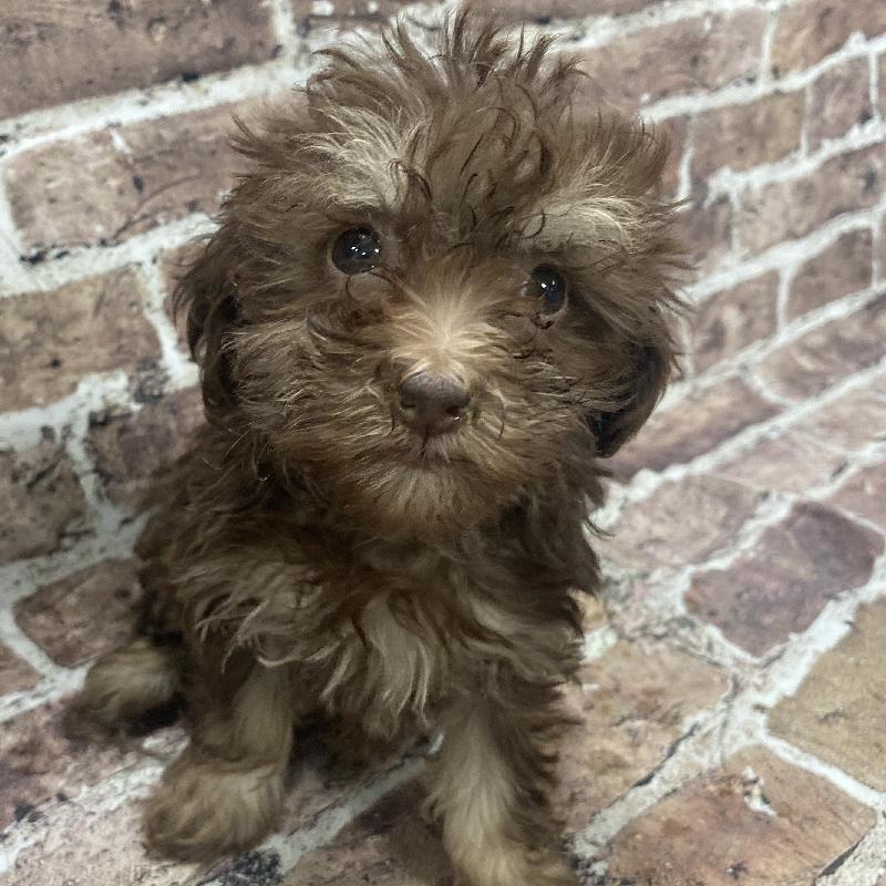 Cockapoo Puppy Chocolate ID:346 Located at Petland Woodlands, TX