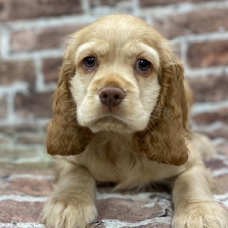 Cocker Spaniel Puppy bf ID:435 Located at Petland Woodlands, TX