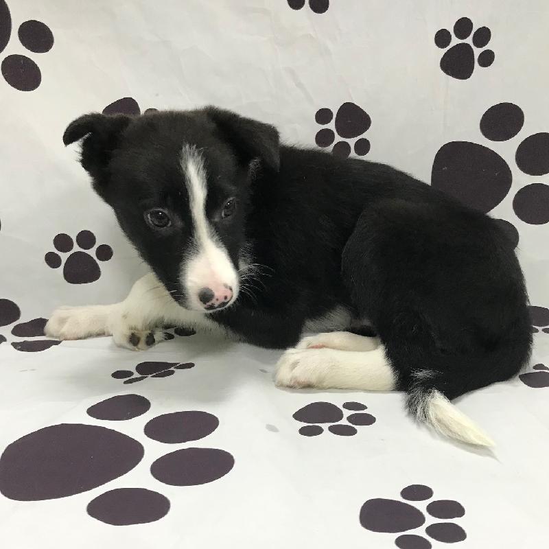 Border Collie Puppy Black / White ID:2985 Located at Petland Woodlands, TX