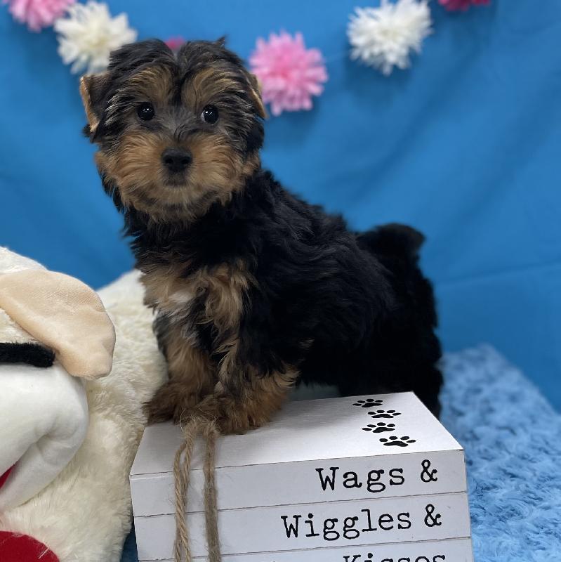 Silky Terrier Puppy Black & Tan ID:4276 Located at Petland Woodlands, TX