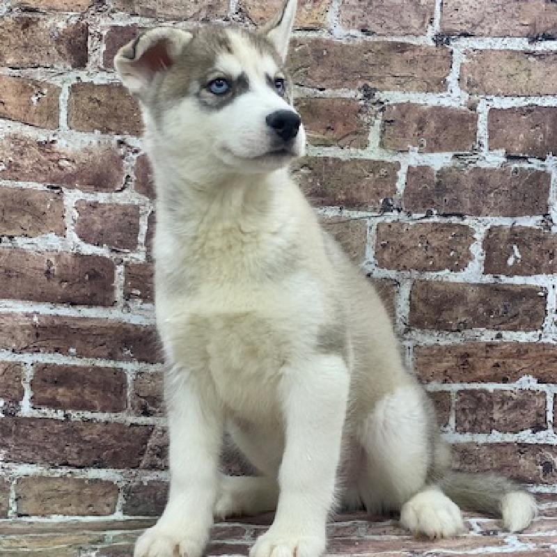 Siberian Husky Puppy gy & wh ID:567 Located at Petland Woodlands, TX