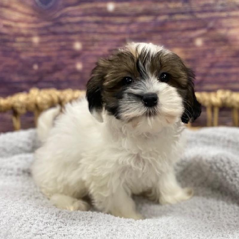 Havanese Puppy Gold Sable ID:4722 Located at Petland Woodlands, TX