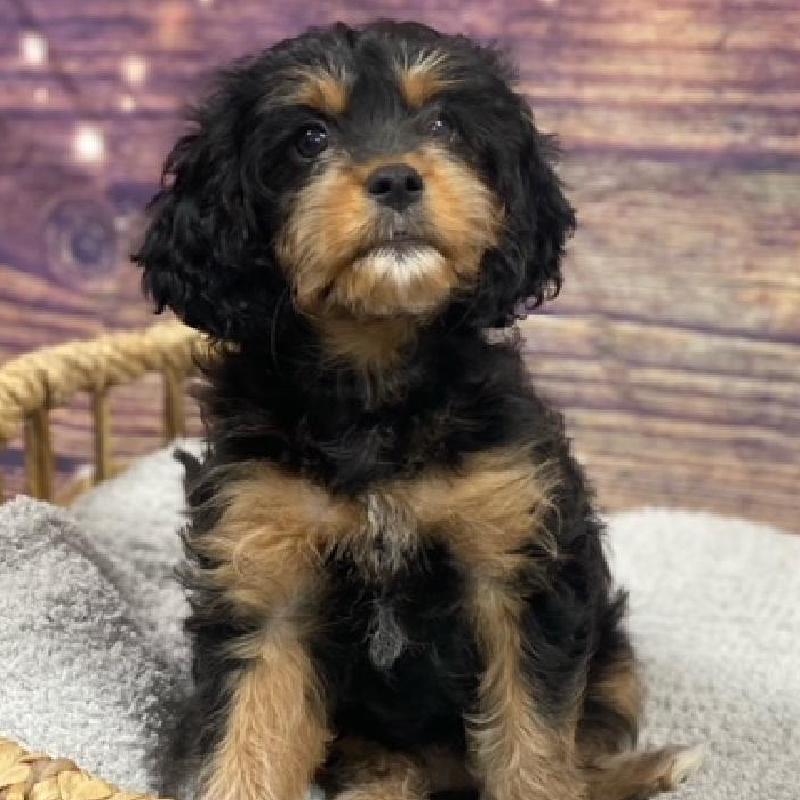 Cavapoo Puppy Black and Tan ID:4866 Located at Petland Woodlands, TX