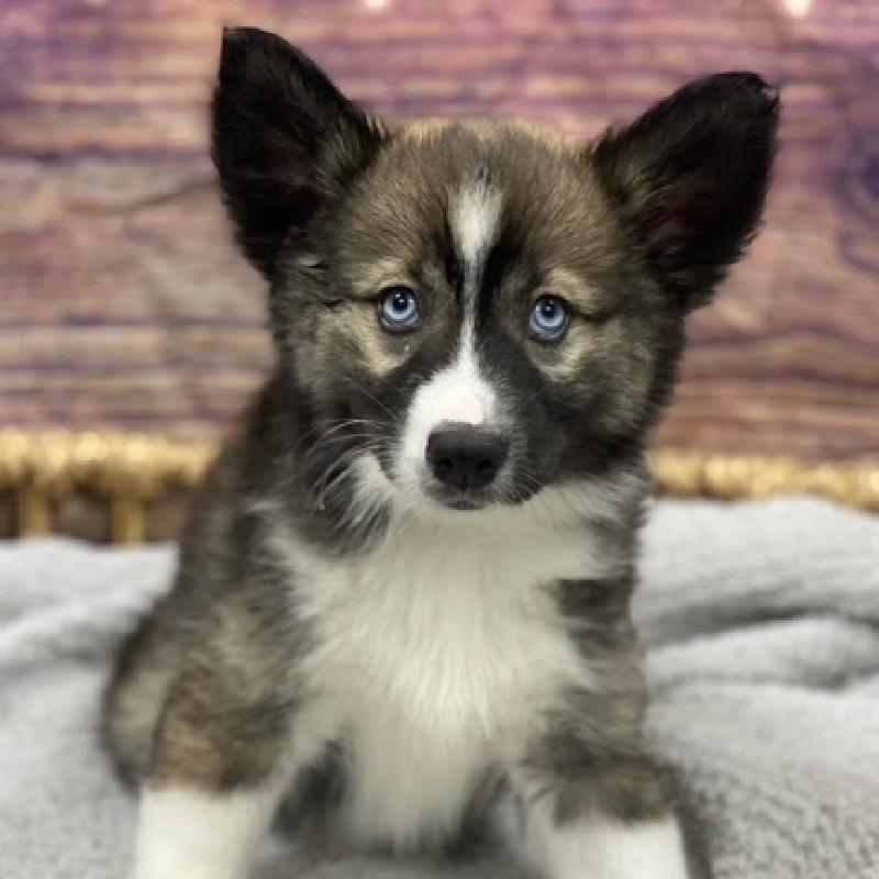 Pomsky Puppy Sable ID:4887 Located at Petland Woodlands, TX