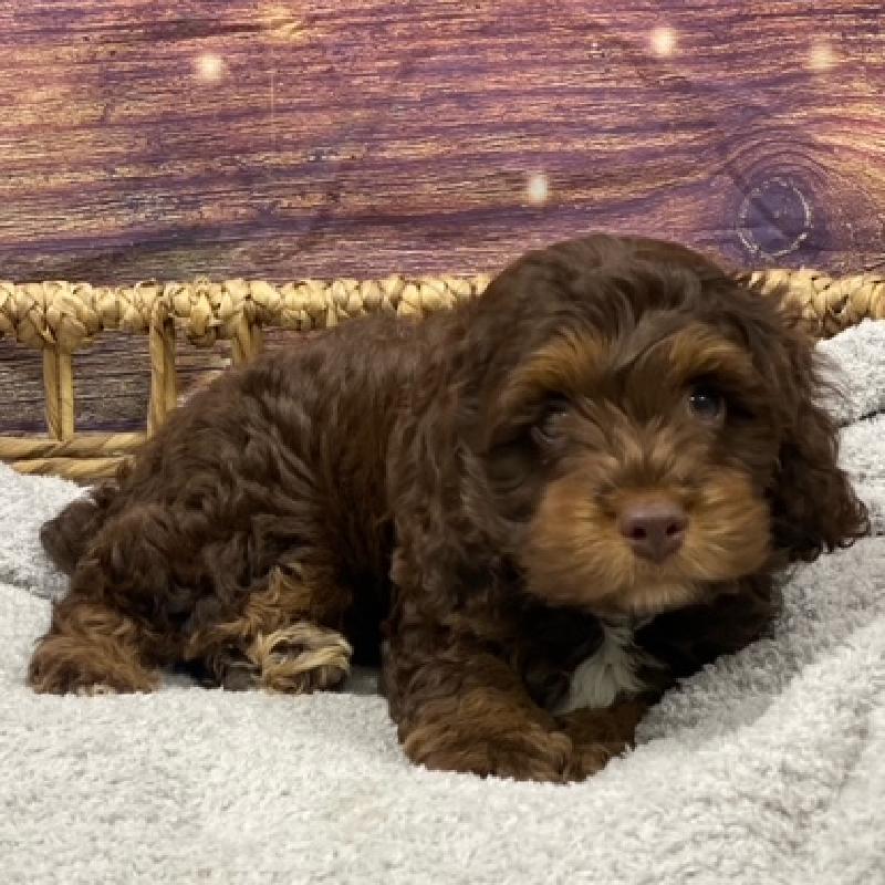 Cockapoo Puppy chlt & tn ID:4990 Located at Petland Woodlands, TX